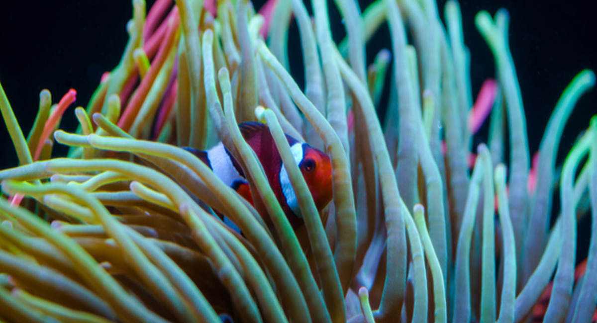 Natural Treatments for Eczema – Ageless By Glynis Barber